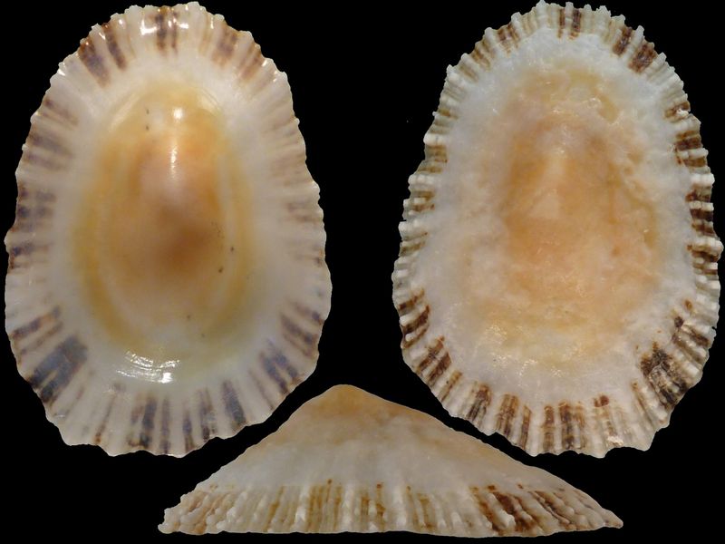 Patella intermedia + Patella vulgata à confirmer + 1 autre Patelle portuguaise
