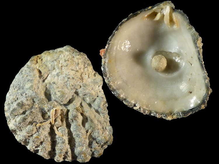 Plicatulidae : Plicatula plicata (Linnaeus, 1767)