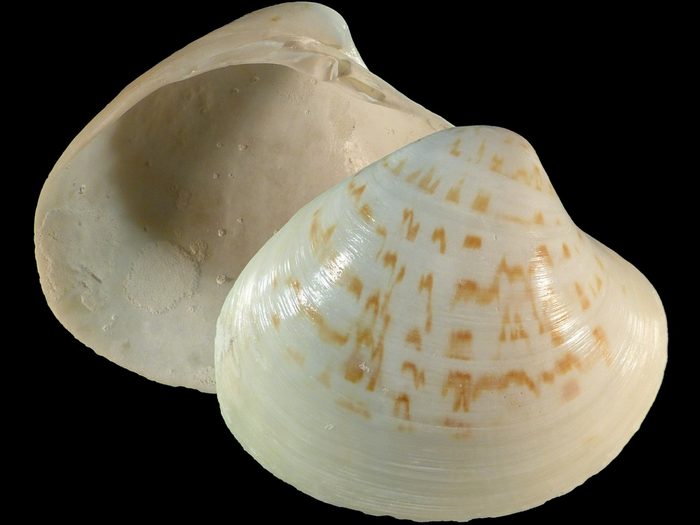 Pitar hebraeus (Lamarck, 1818)