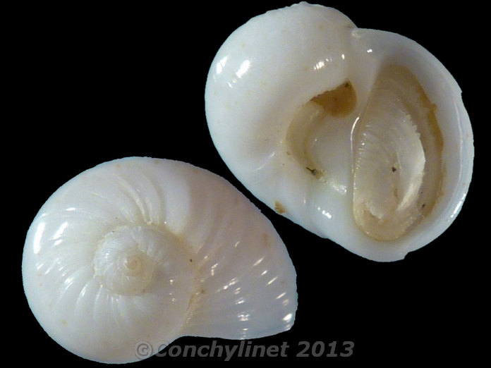 Naticarius orientalis (Gmelin, 1791) - Juvénile