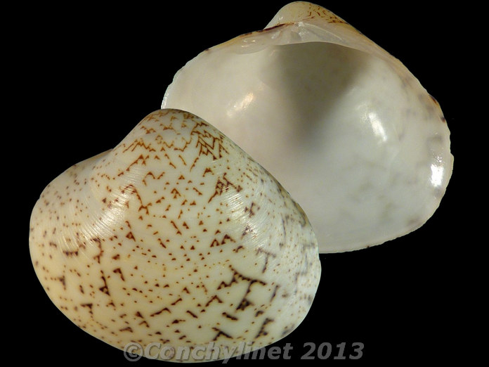 Lioconcha ornata (Dillwyn, 1817)