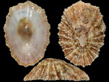 Conchylinet - Seashells collecting - Online collection - Molluscs ...